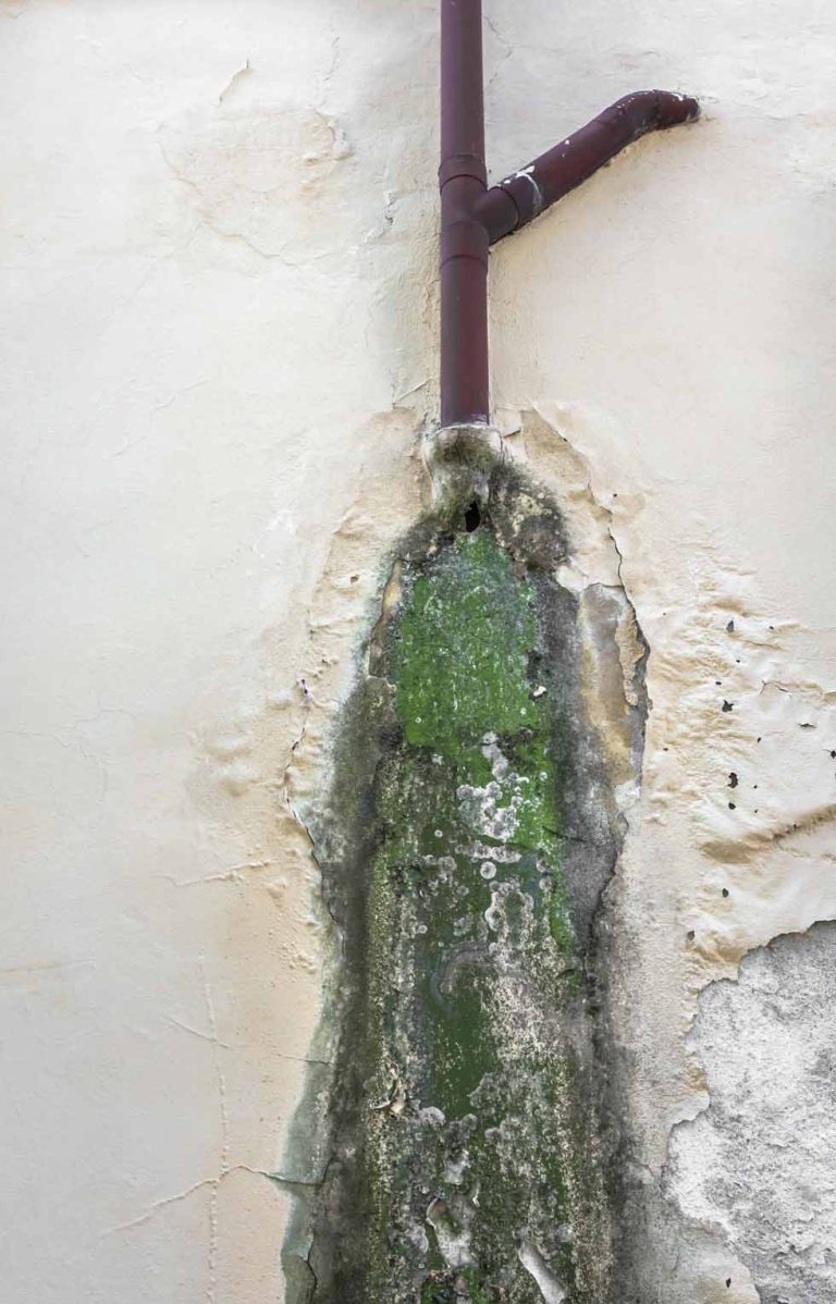 Mold Remediation - Master Restoration Guys
